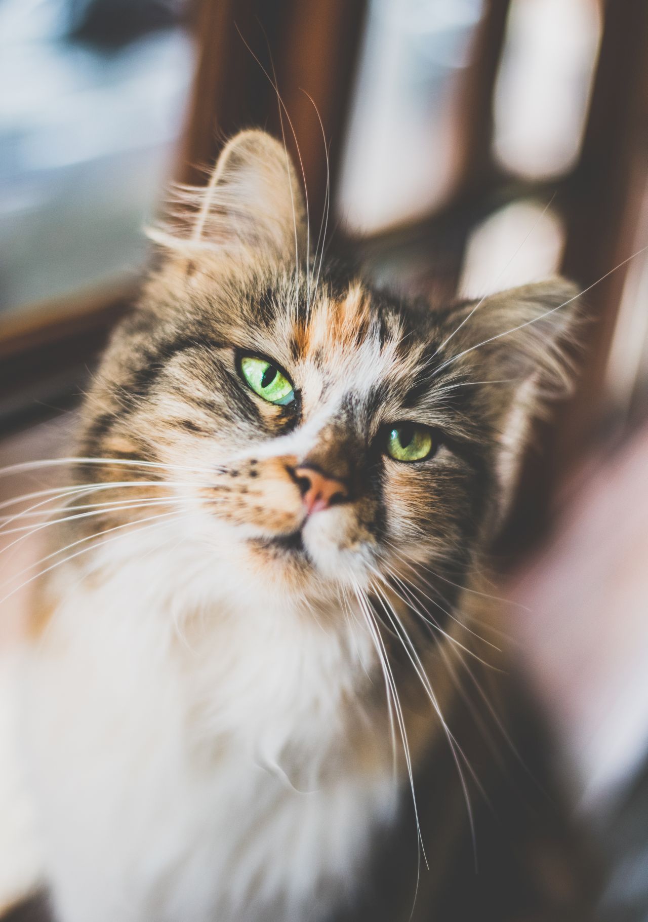 5 Types of Fur-Parents - Sparkle Ellie